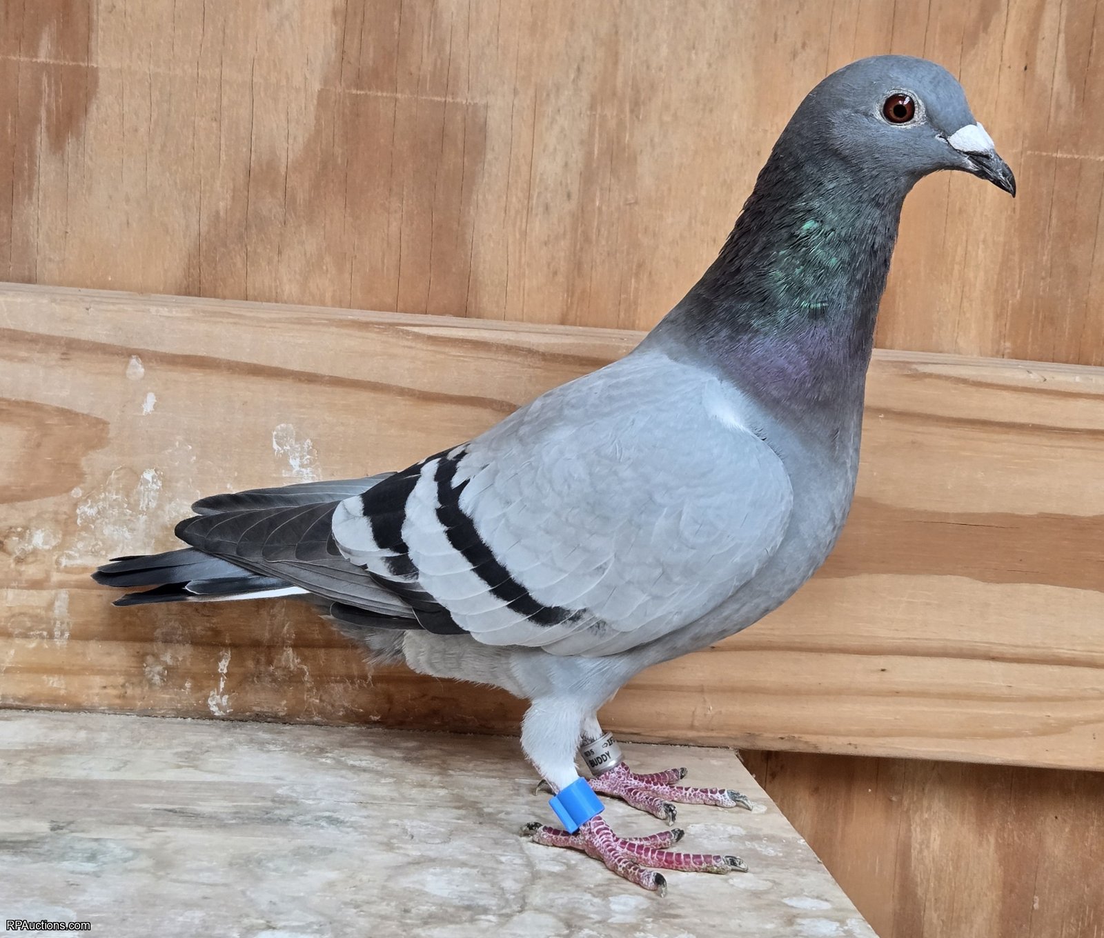 **3RD PLACE** 300 MILE BUDDY BAND RACE WINNER