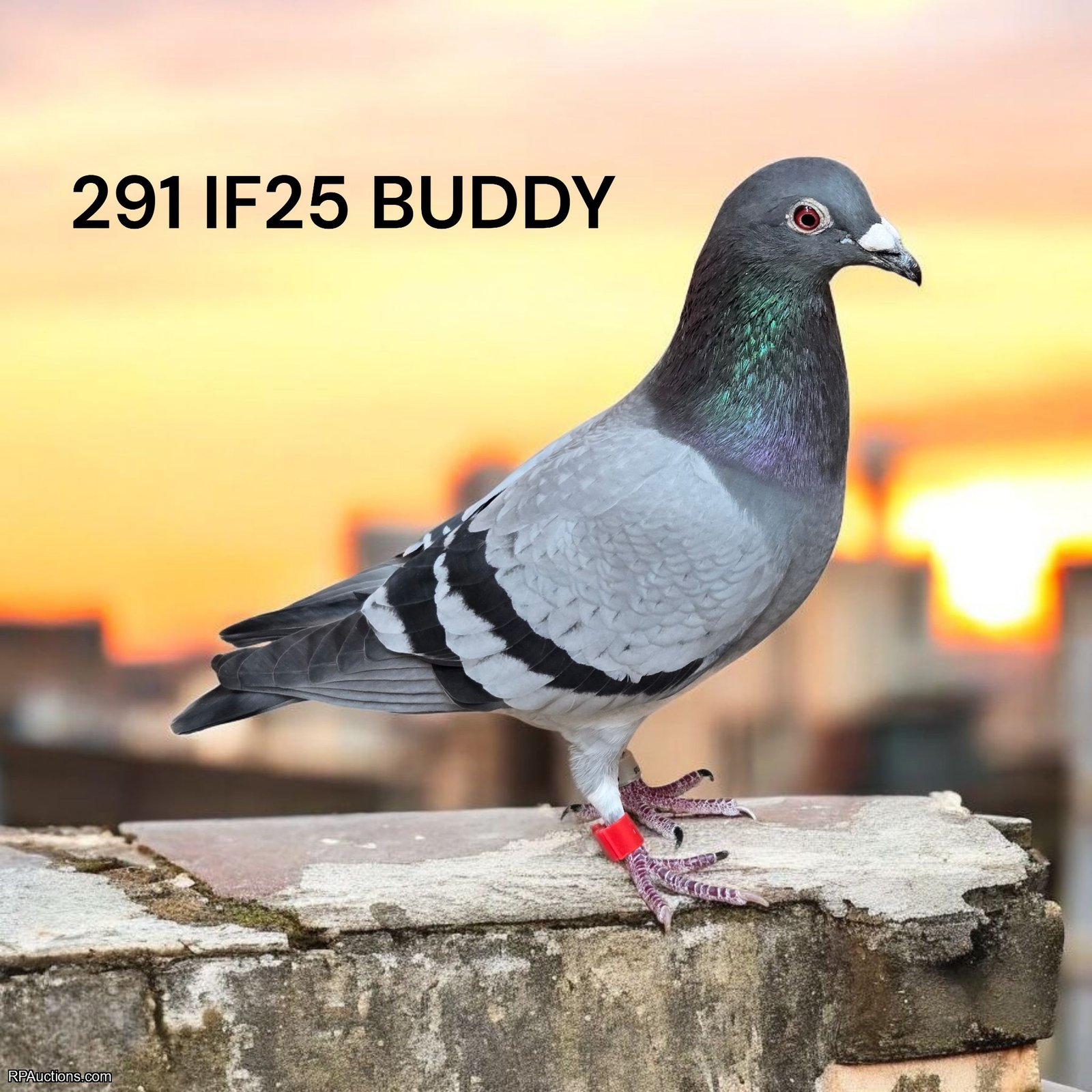 **10TH PLACE** 300 MILE BUDDY BAND RACE WINNER