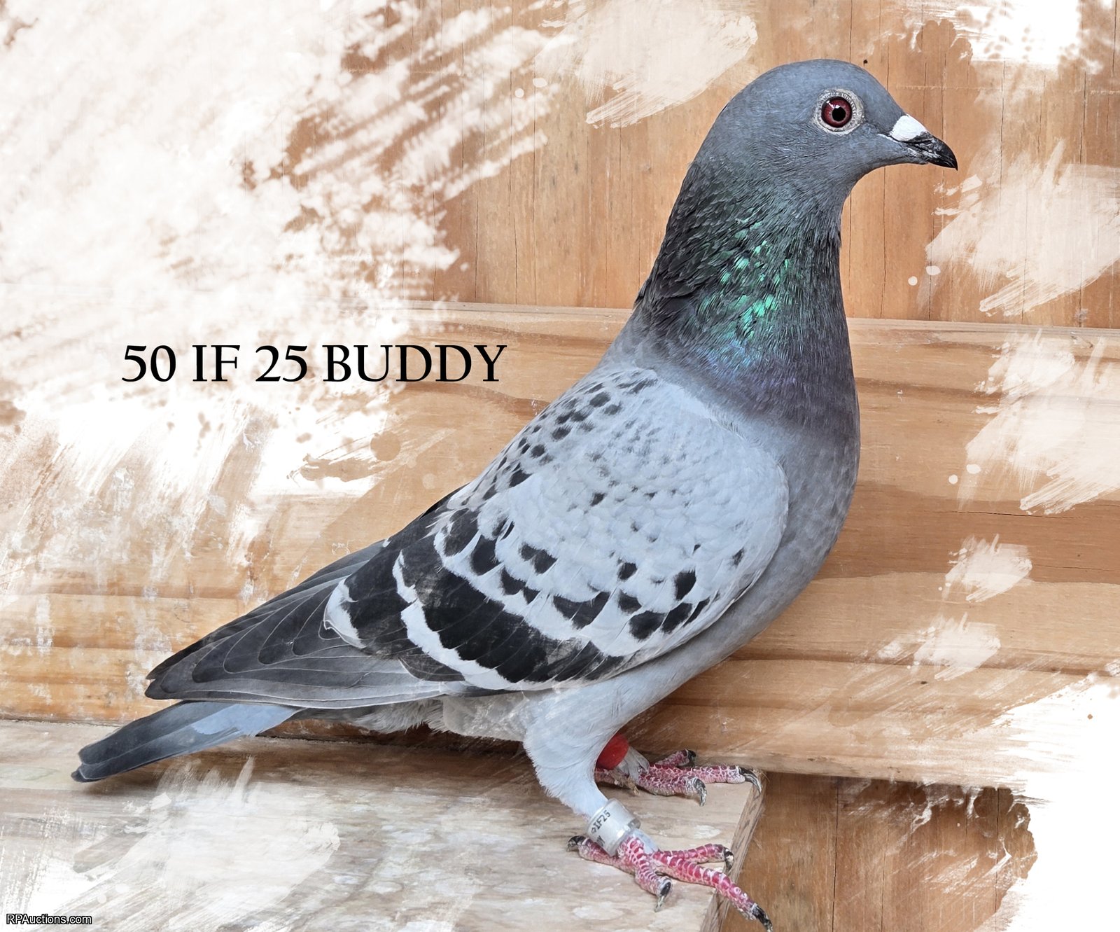 **2ND PLACE** 300 MILE BUDDY BAND RACE WINNER