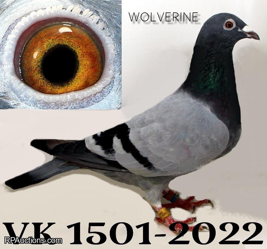 WOLVERINE VITA KING 1501 2022 BB Cock